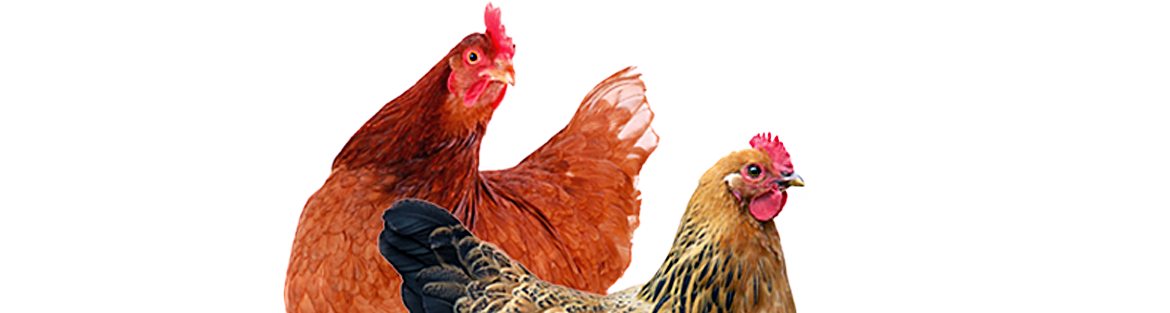 19 animales de granja